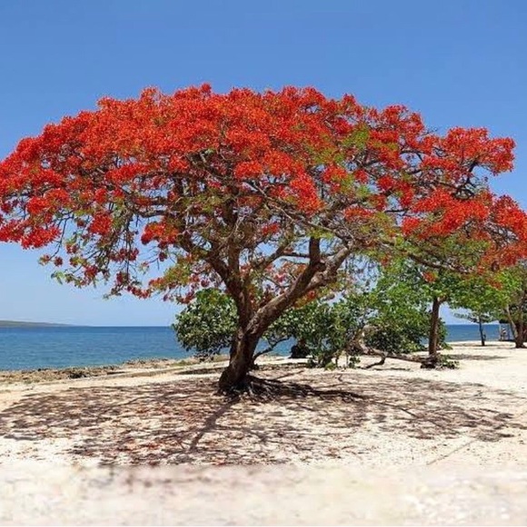 Jewelry | Royal Poinciana Tree Red Flowering Timber Forest Plant Galaxy ...